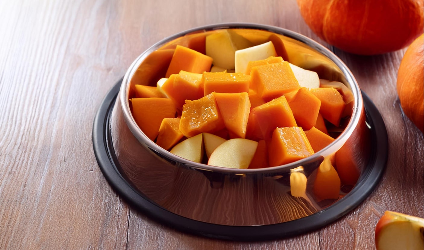 Fall Pet Care: Must-Know Tips for Cats and Dogs in Fall and Winter ...